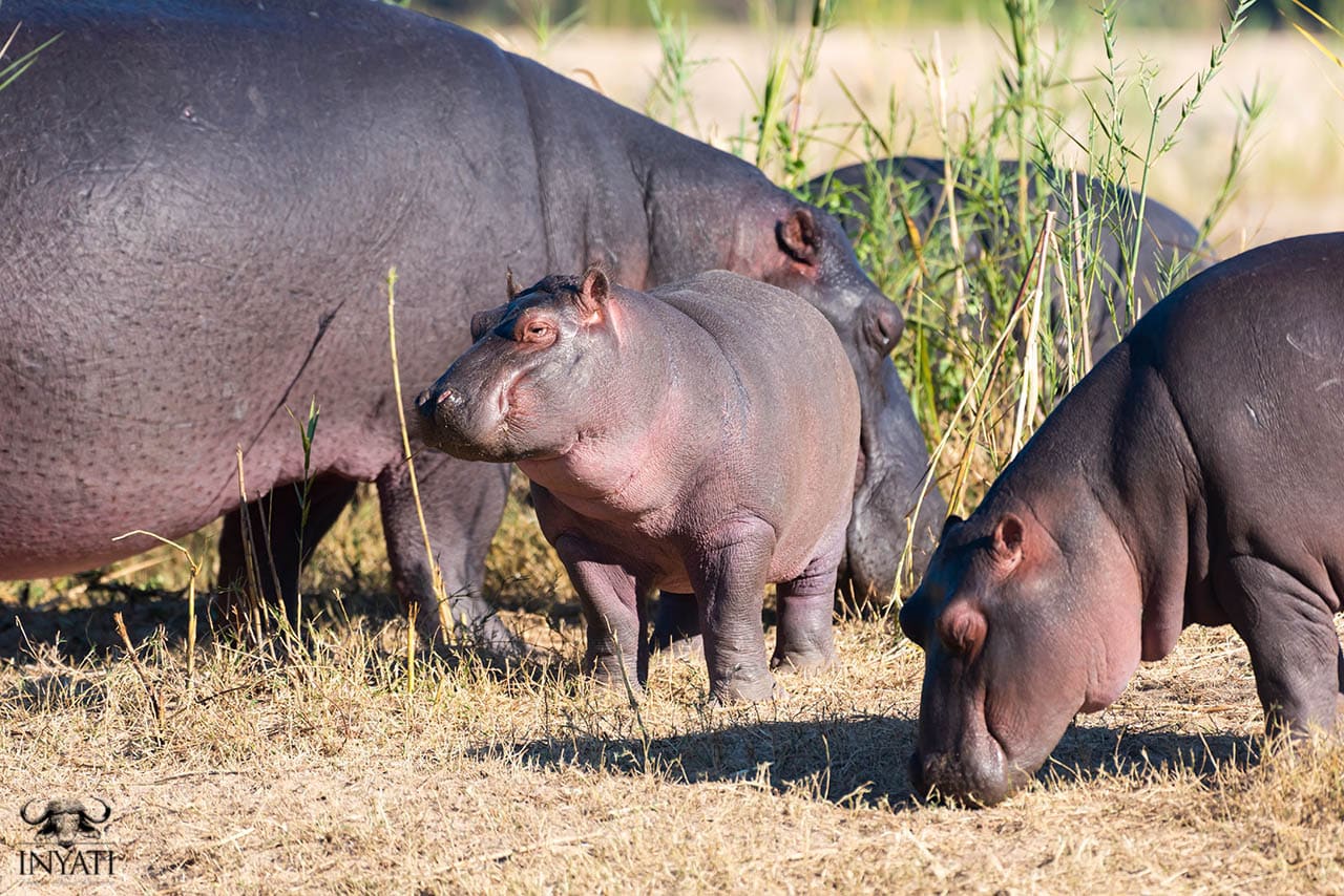 Why did the hippo cross the road...... - Inyati