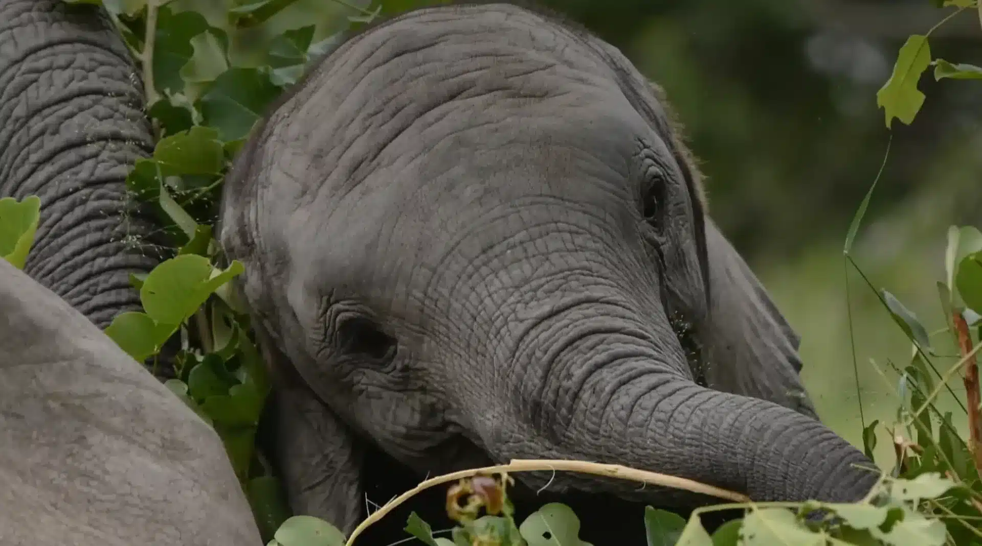 Inyati Game Lodge - Support Conservation & Communities