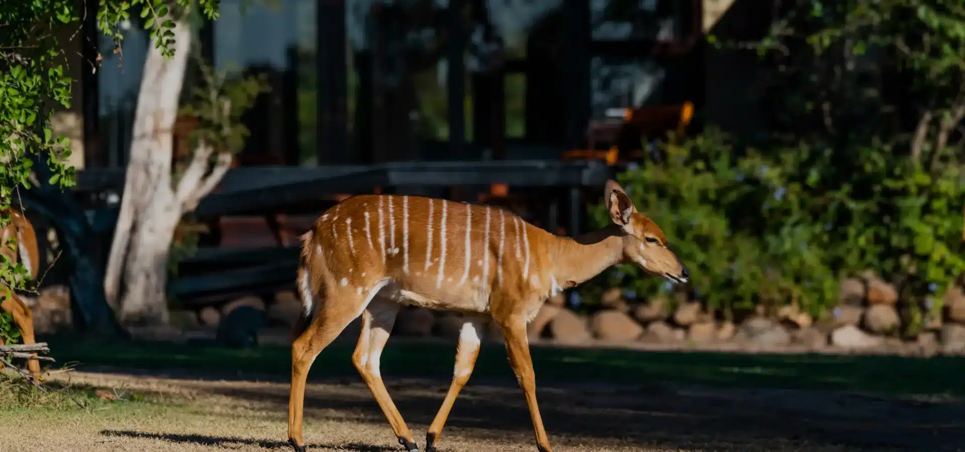 Inyati Game Lodge Rates - Per Person Sharing